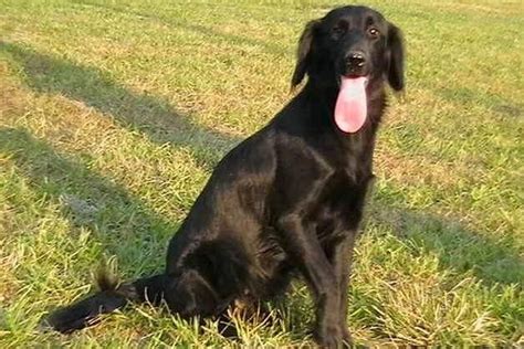 平毛寻回犬 搜狗百科