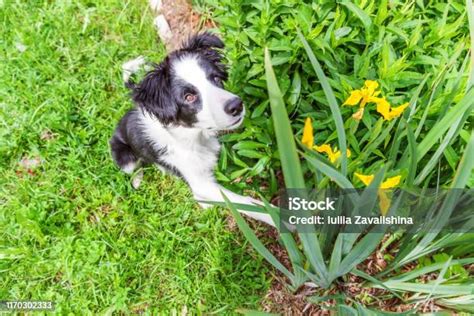 공원이나 정원 배경에서 녹색 잔디 잔디에 앉아 귀여운 밀링 강아지 국경 콜리의 재미있는 야외 초상화 0명에 대한 스톡 사진 및 기타 이미지 Istock