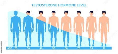 Testosterone Level Chart Male Hormone Production By Age Diagram Vector
