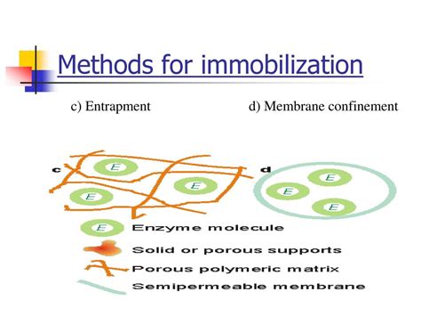 Immobilization Of Enzymes Ppt Download