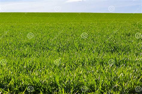 Green Grass In Early Spring Grows In A Field On A Sunny Day Against A