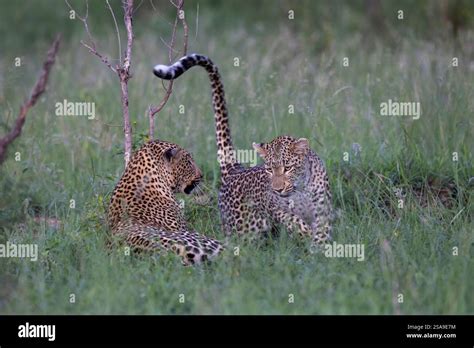 An Adult Female Leopard Panthera Pardus Moving Flirtatiously Near A
