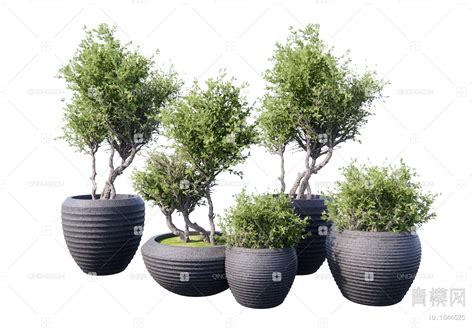 【植物盆栽 灌木 室外景观绿植 花盆3d模型】 现代vr无灯光有贴图max2016植物盆栽 灌木 室外景观绿植 花盆3d模型下载