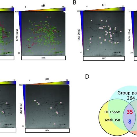 2d Page Images And Venn Diagram Showing Differential Protein Expression