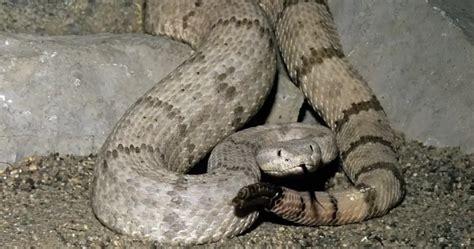 10 Amazing Facts About Snakes Critter Stop