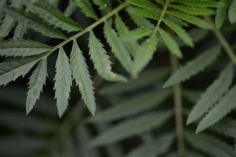 배경 새겨진 녹색 Parotid 잎 금잔화 근접 배경 잎 Tagetes 녹색 배경 잎 체르노브리브시 메리 골드 초본 정원 식물의