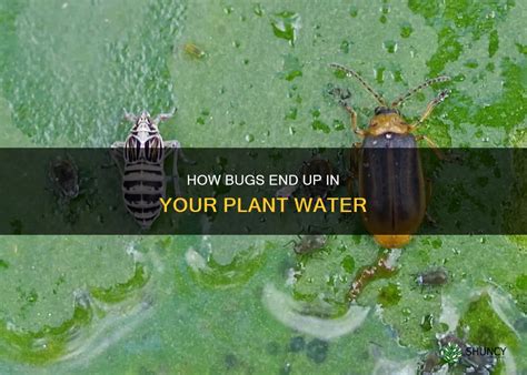 How Bugs End Up In Your Plant Water Shuncy