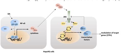 Figure 1 From Okadaic Acid Activates Jakstat Signaling To Affect