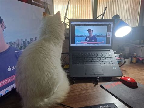 lester cerioli on linkedin my cat watching video