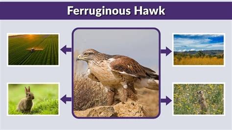 Ferruginous Hawk Habitat Diet Behavior And Facts