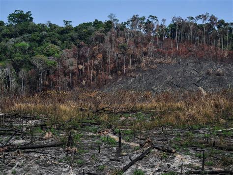 Climate Crisis Amazon Rainforest Could Collapse In 50 Years