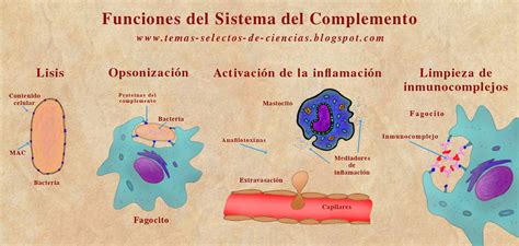 El Sistema Del Complemento