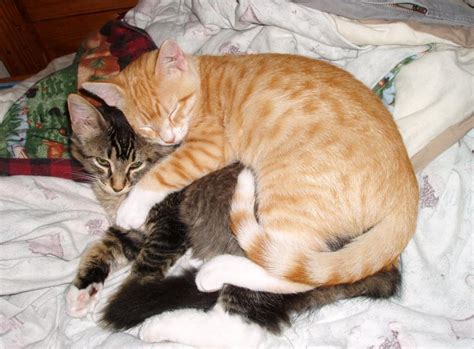 Fuzzy Kittens By Red Rooster On Deviantart