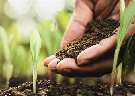Recognizing The Different Types Of Soil