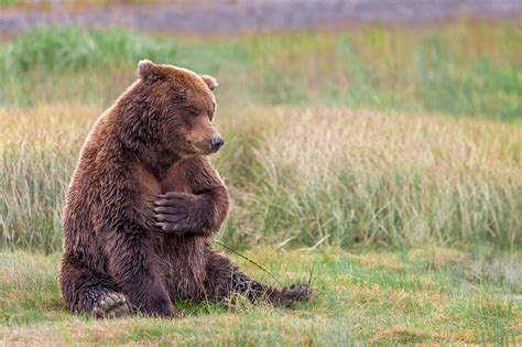Grizzly Bear Sitting Up In The Grass Fine Art Photo Print Photos By Joseph C Filer
