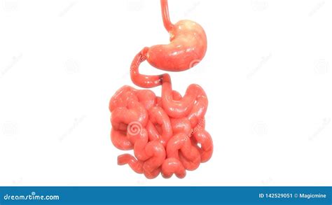 Sistema Digestivo De Los Rganos Del Cuerpo Humano Con Anatom A Del