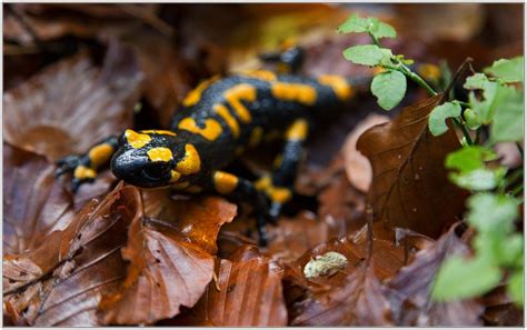 Feuersalamander 2 Foto And Bild Tiere Wildlife Amphibien And Reptilien Bilder Auf Fotocommunity