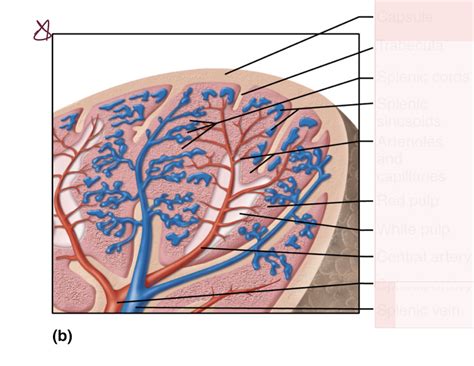 Chp 35 Diagram 6 Diagram Quizlet