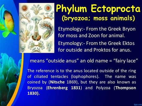 Phylum Ectoprocta Examples
