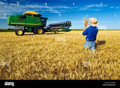 A Man Checks A Harvest Ready Winter Wheat Crop With A Combine Harvester