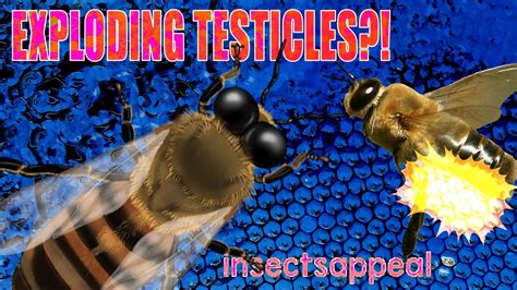Do Male Honey Bees Really Explode After Mating Bug Questions Youtube