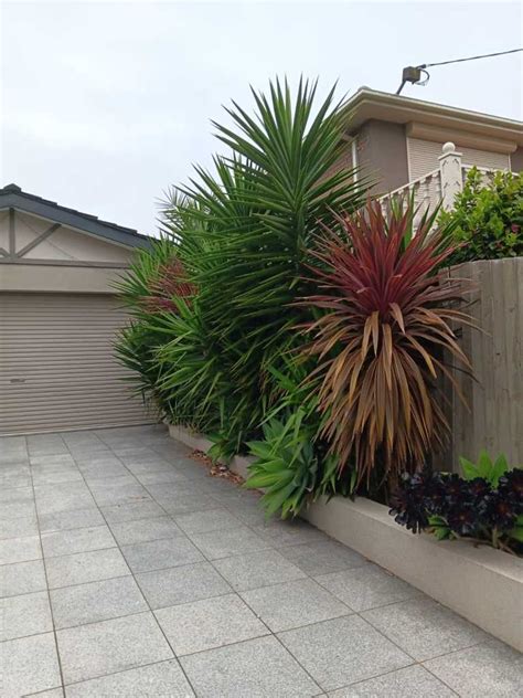 Tree Trimming Melbourne Must Have Maintenance