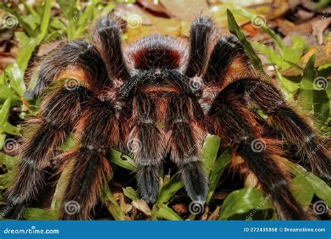 Brazilian Salmon Pink Tarantula Sitting In Green Grass Pantanal Wetlands Mato Grosso Brazil