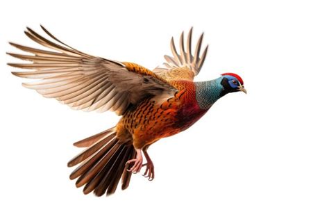 Premium Ai Image Flying Pheasant On White Background