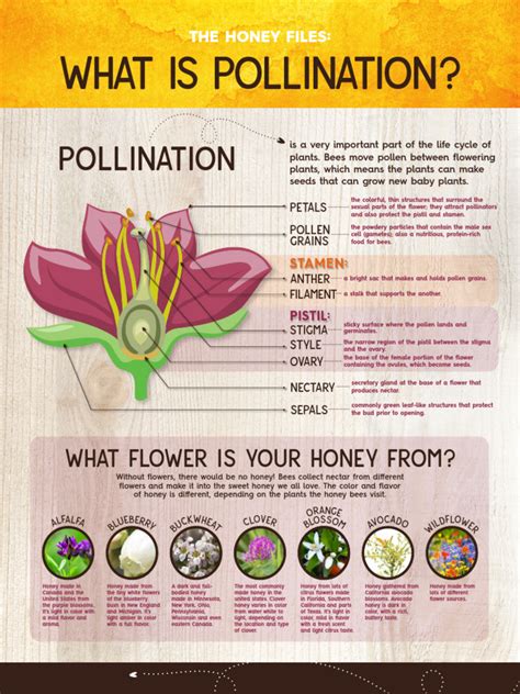 2020 Educational Materials Pollination Activity Sheet Pdf
