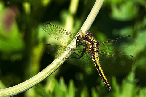 Libelle Großer Blaupfeil Weiblich Im Berggarten Herrenhausen