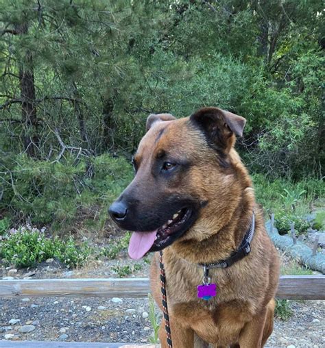 Arrf Animal Rescue Added A New Photo Arrf Animal Rescue