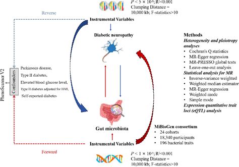 Figure 1 From The Causal Relationship Between Gut Microbiota And Diabetic Neuropathy A Bi