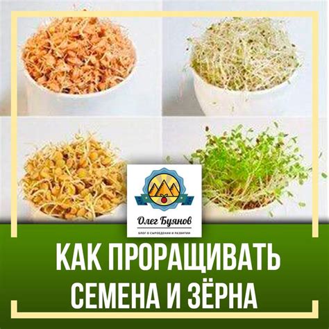 Как прорастить семена и зерна