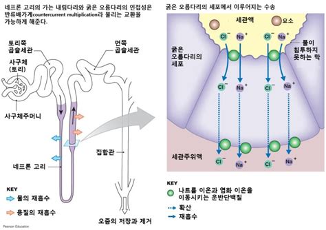배설계 Part 2 사구체의 여과 재흡수 분비 네이버 블로그