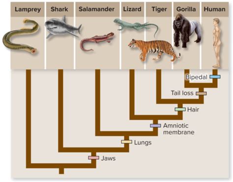 Life 103 Ch 22 Systematics And Phylogeny Flashcards Quizlet