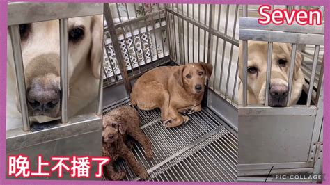 拉布拉多seven老四💕2024 2 8💕labrador Seven💕queen爱賽文一家 Seven老四小迷糊 💕queenlee