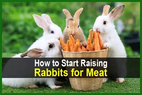 How To Start Raising Rabbits For Meat