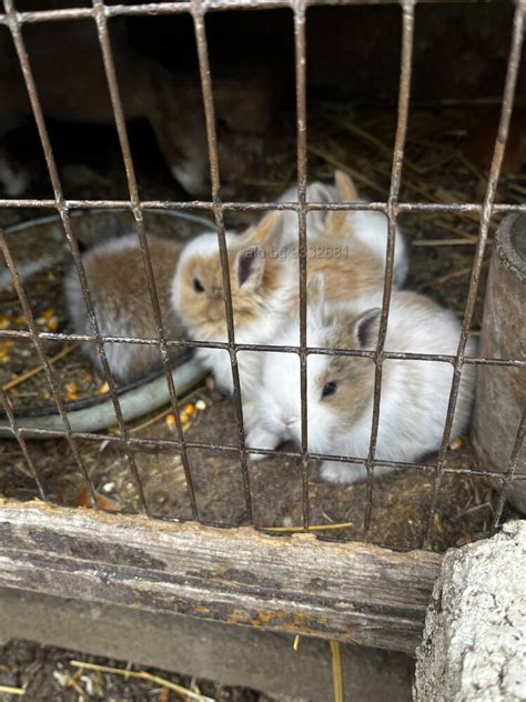 Декоративни зайци Зайче 1 месеца Мъжко Женско Оранжево бяло черно Гризачи Варна Малки