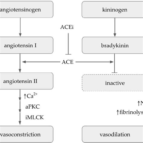 Inhibition Of Angiotensin Converting Enzyme Calcium Ca 2 Download Scientific Diagram