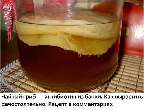 Где приобрести чайный гриб: Как вырастить чайный гриб и сделать комбучу