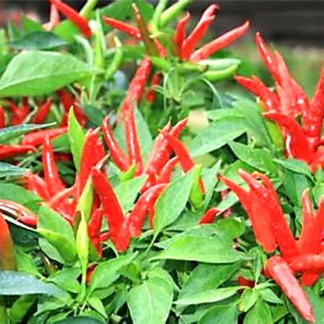 Anugrahas Seeds World Buy Vegetable And Fruit Seeds Online In Trivandrum