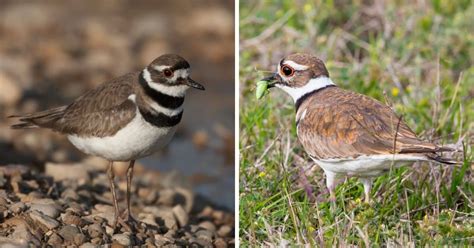 What Do Killdeer Eat Diet And Facts Bird Nature