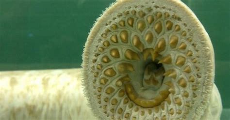 Lamprey Easily The Most Terrifying Thing Ive Seen Today Imgur