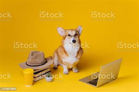 똑똑하고 귀여운 웨일스 어 Corgi Pembroke는 노트북과 책 더미와 안경을 쓰고 노란색 스튜디오 배경에서 공부하고