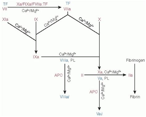 Structure And Function Of Vitamin K Dependent Coagulant And