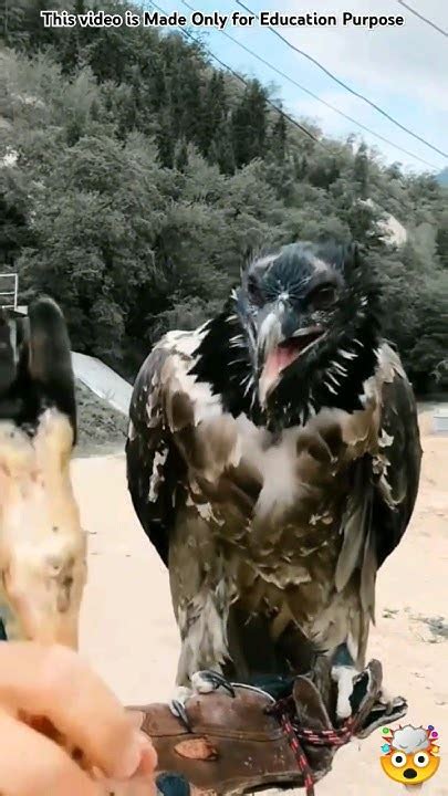 Eagle Has Power Full Digestive System 🤯⁉️ Shorts Shortsfeed Youtube