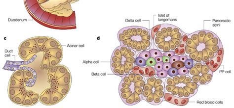 The Pancreas And Glucose Regulation Comparative Endocrinology