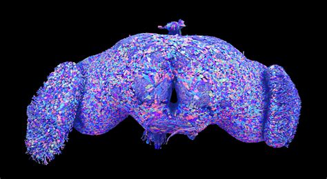 Researchers Fully Map The Neural Connections Of The Fruit Flys Brain