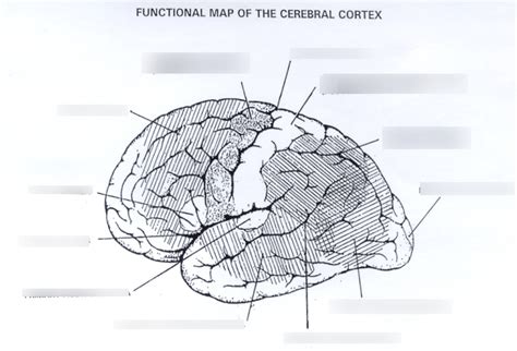 Cerebrum Biol 205 Tig Diagram Quizlet