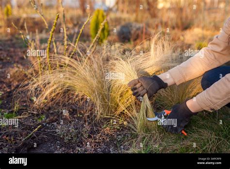 Cutting Back Ornamental Grasses In Spring Garden Gardener Pruning